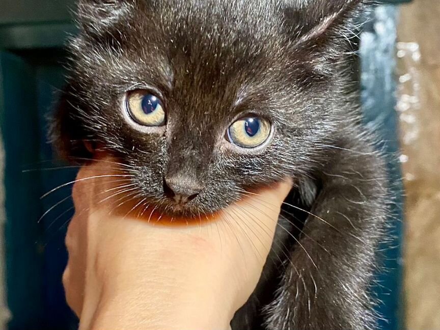 Котята в добрые руки бесплатно
