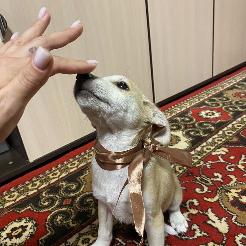 Щенок в дотрые руки