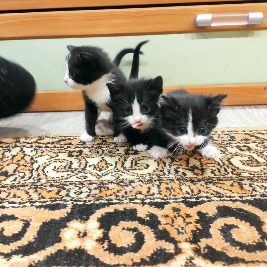 Котята отдадим