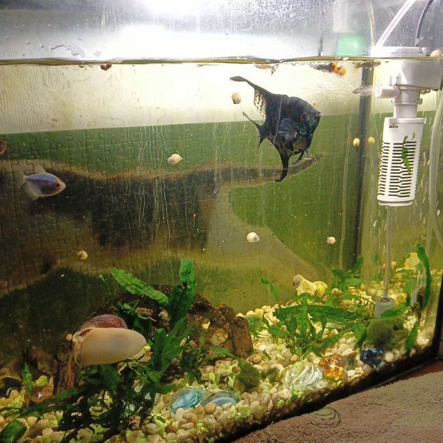 Улитки аквариумные ампулярии