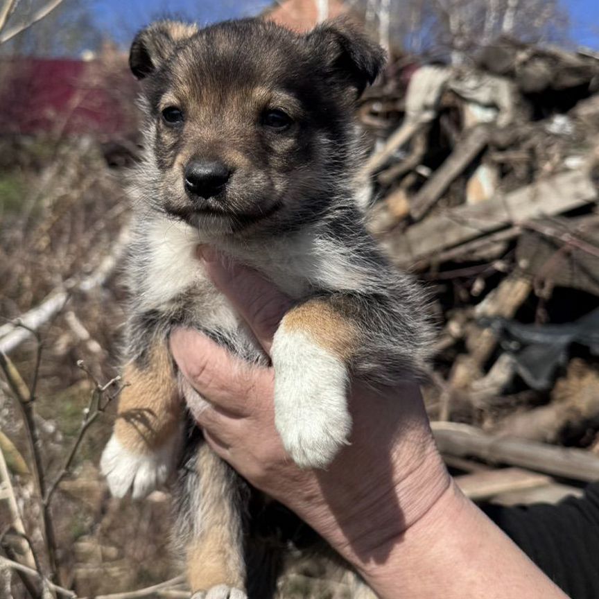 Щенок в добрые руки