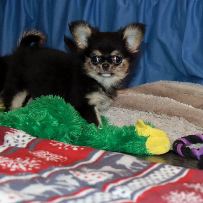 Пушистики Чиxуaxуa Кобби-типа с видео и доставкой