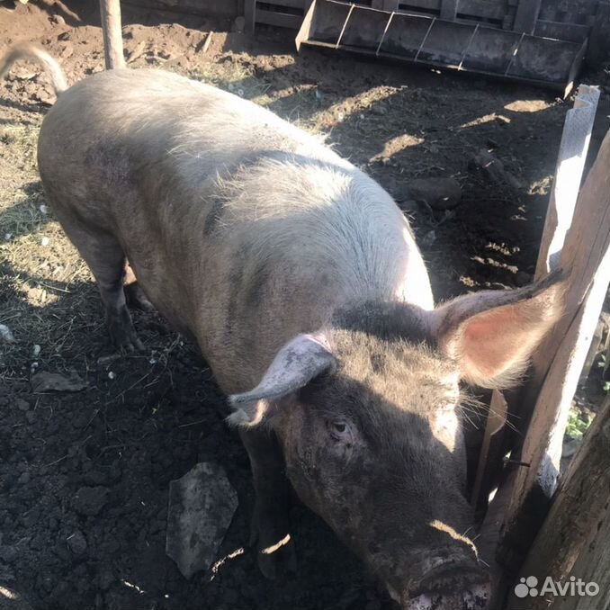 Свиноматка. Кабанчики