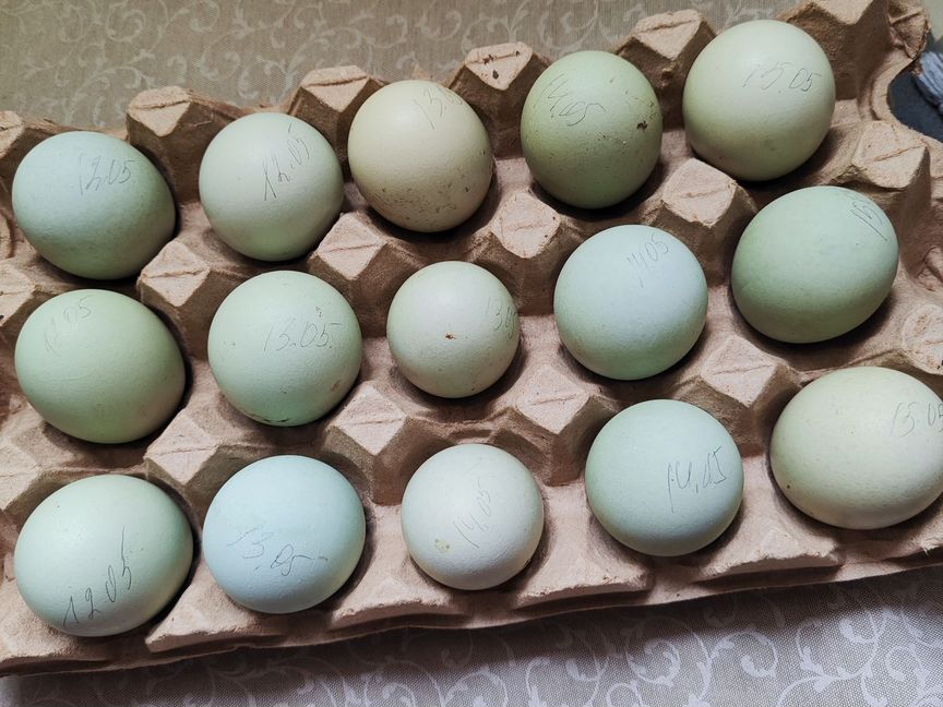 Инкубационное яйцо