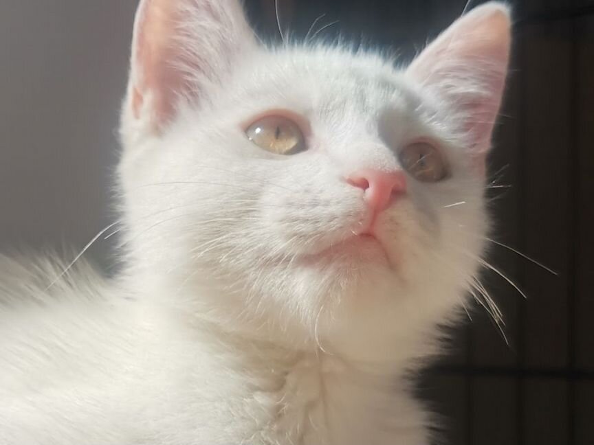 Котёнок белый мальчик