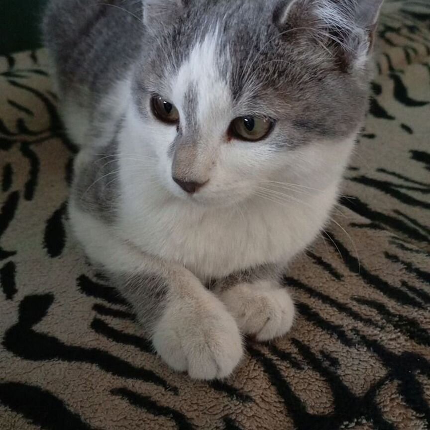 Кошка в дар