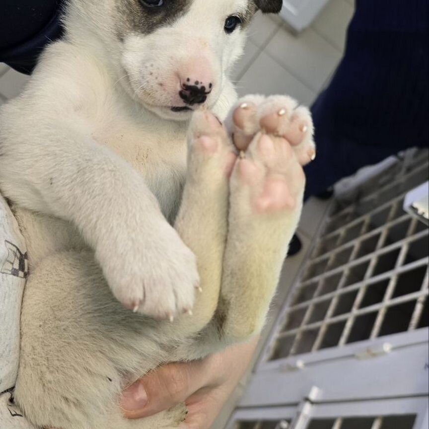 Щенок в добрые руки