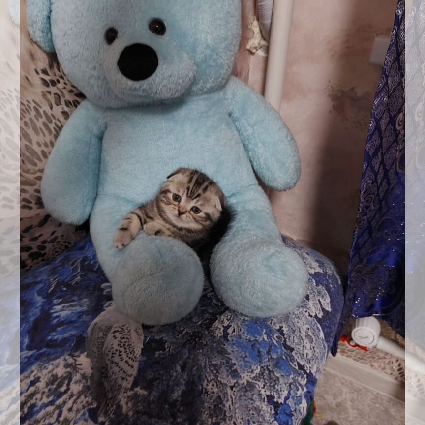 Шотландские котята