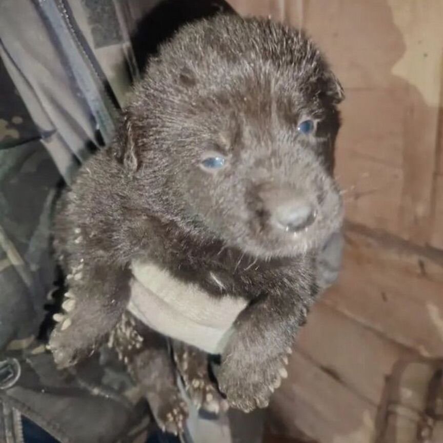 Щенок в добрые руки