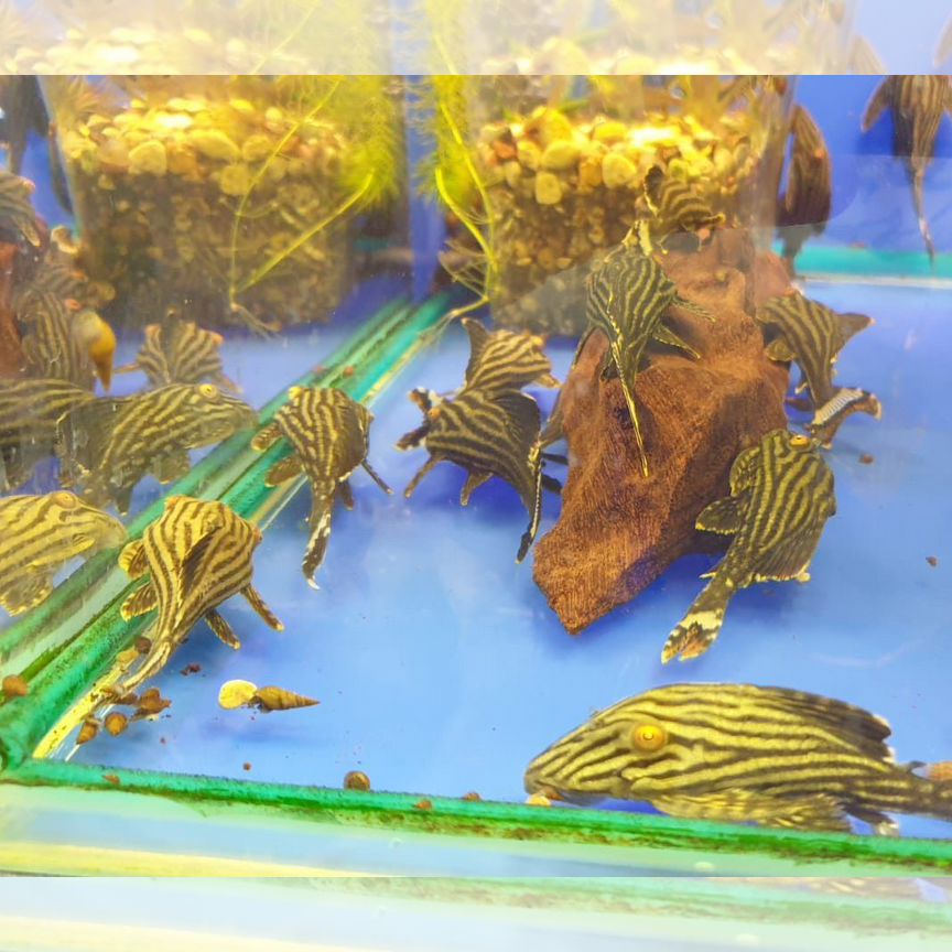 Номерные сомы L200,128,047,201,091,191