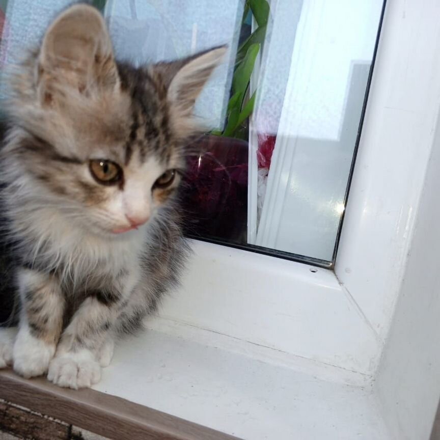 Супер ласковая малышка в добрые руки