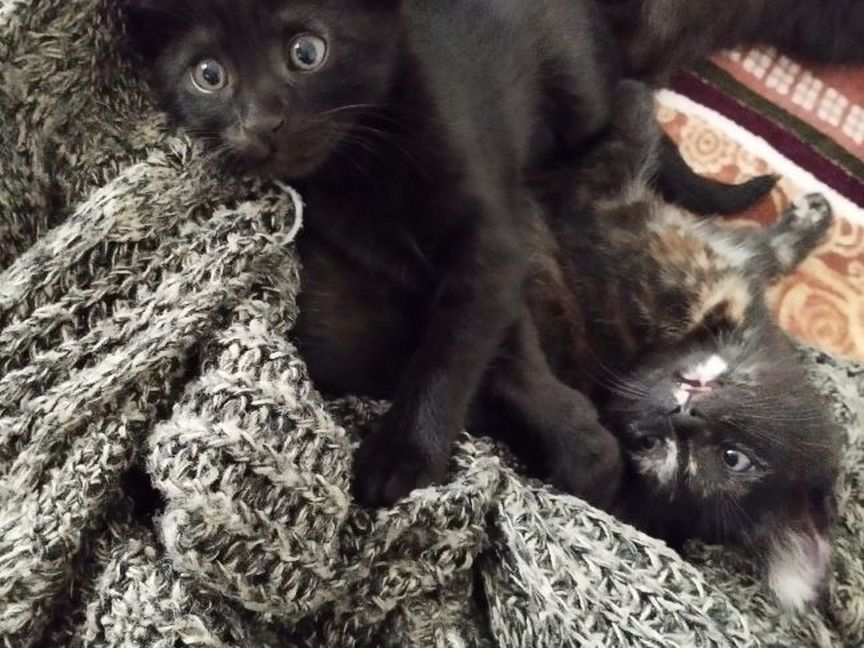 Котик в добрые руки