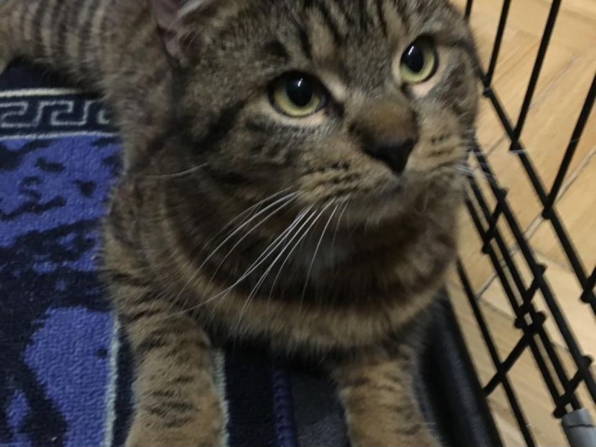 Котенок ищет дом
