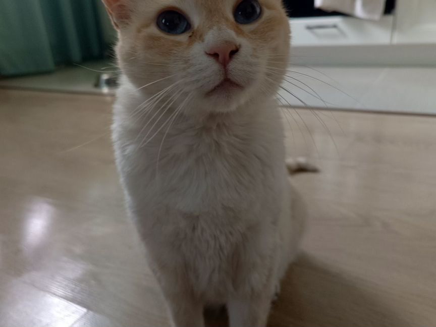 Классный кот в добрые руки