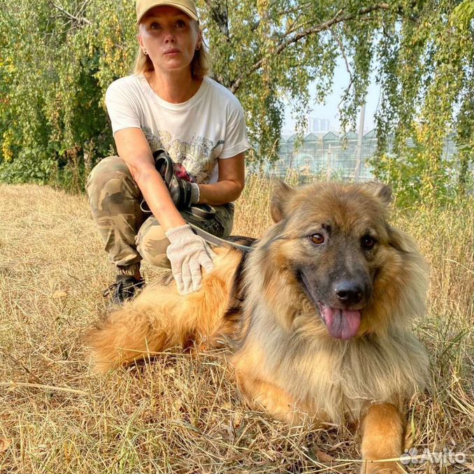 Пушистый друг ждёт в приюте