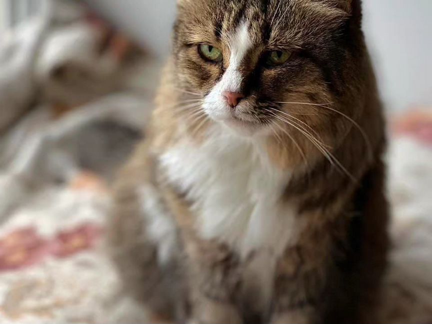 Кошечка Фиона