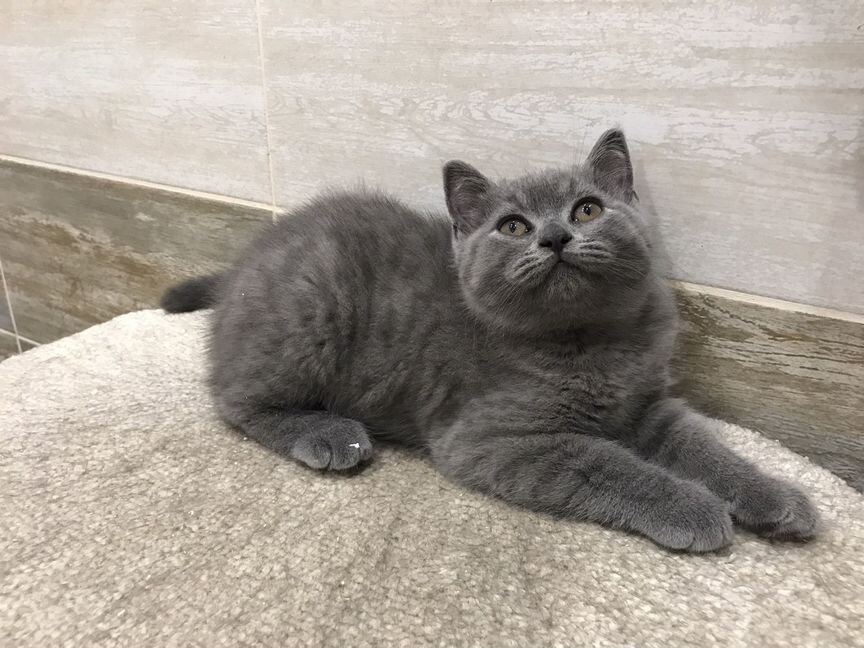 Британская