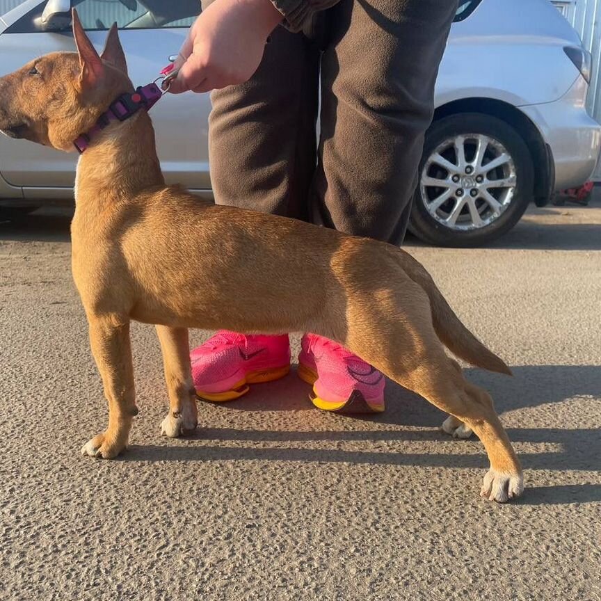 Мини-бультерьер, щенок