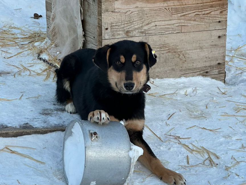 Крупный щенок