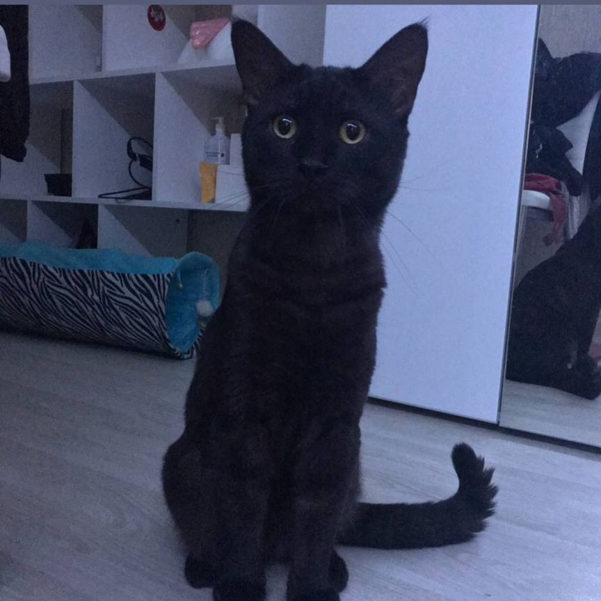 Кот
