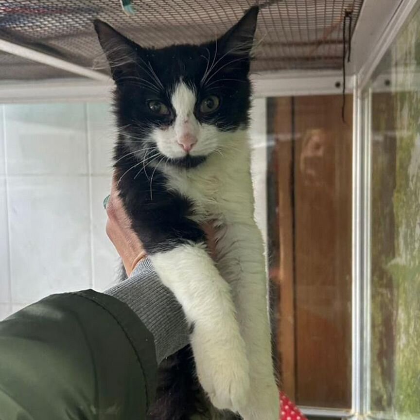 Моника,котенок из приюта в добрые руки