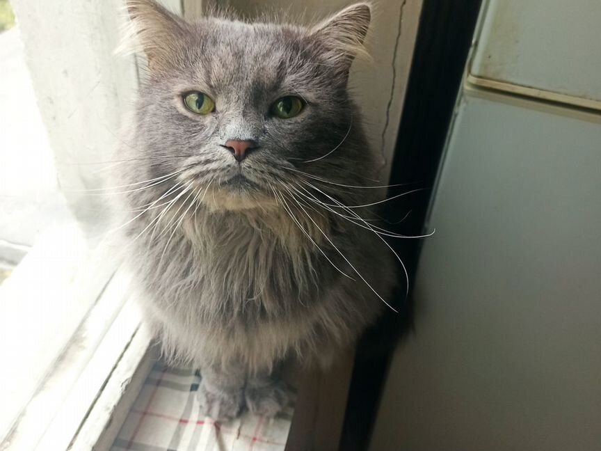 Нибелунг Кот