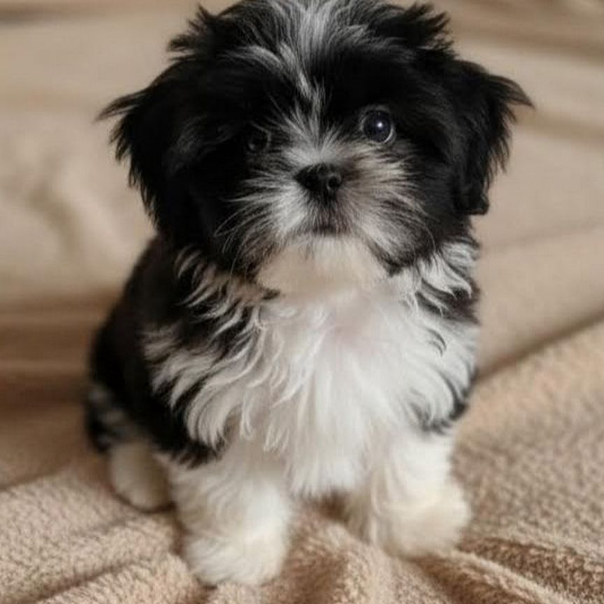 Ши-тцу, щенок