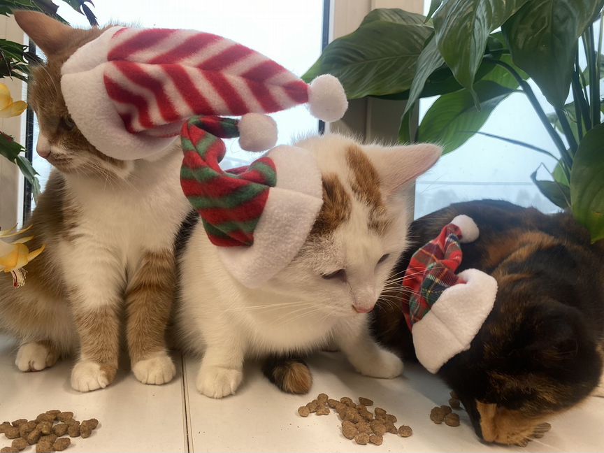 Отдаю в хорошие руки кошки