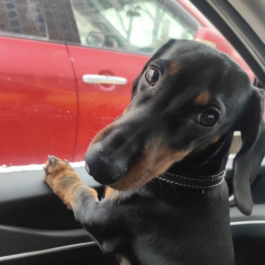 Такса мини(мальчик 9 мес)