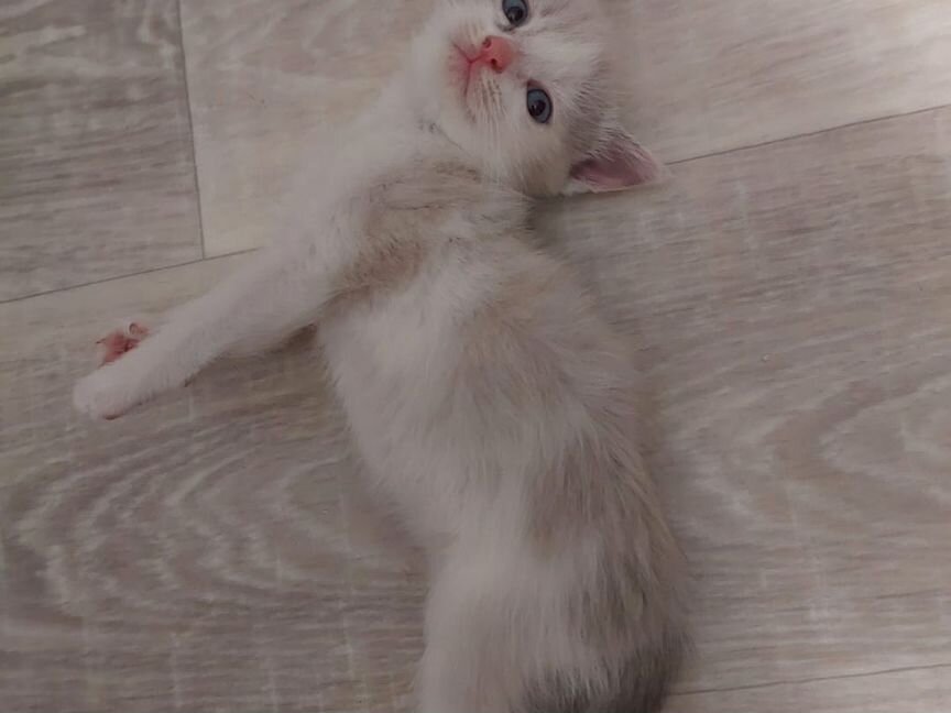 Котенок с голубыми глазами тайская