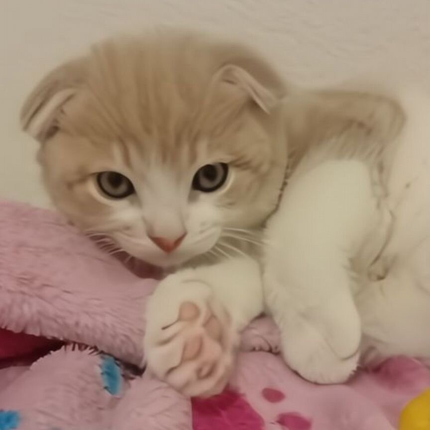 Шотландский вислоухий короткошёрстный котёнок