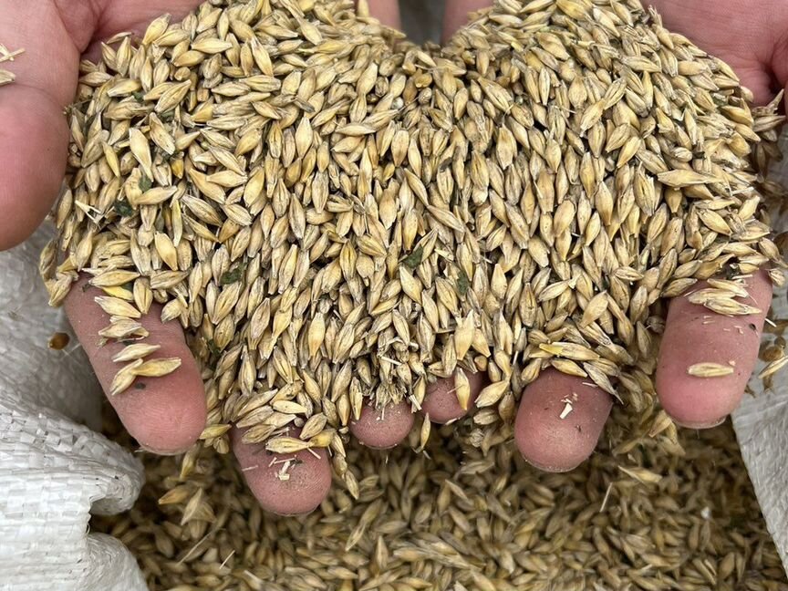 Пшеница ячмень доставка