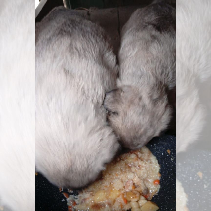 Щенки в свой дом