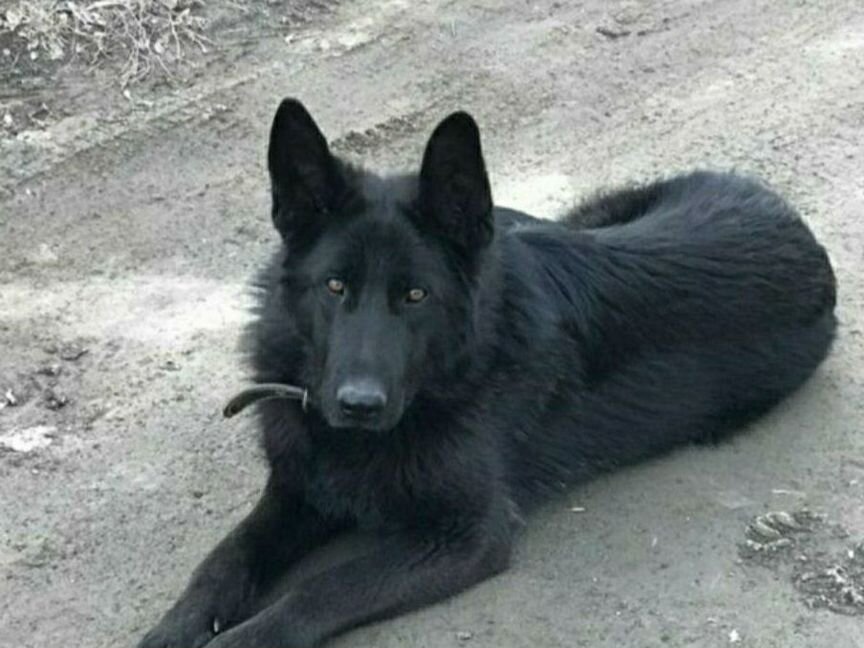 Красавчик Арчи