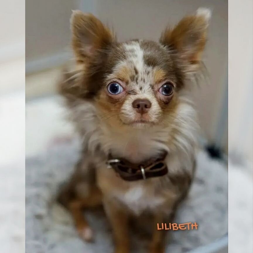 Чихуахуа, щенок