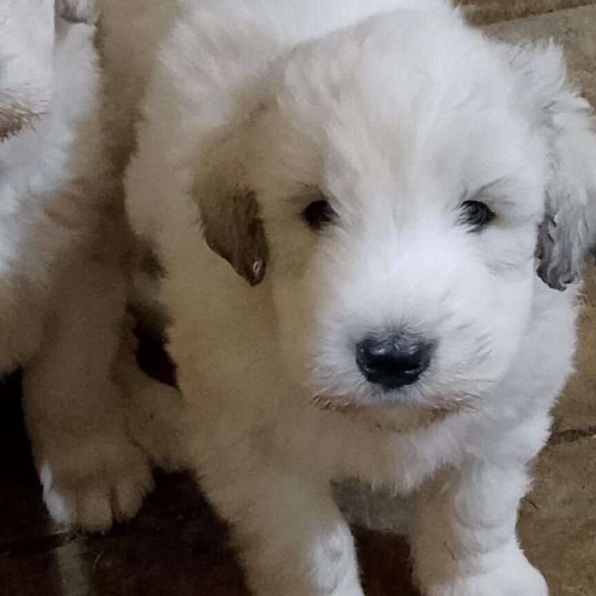 Южнорусская овчарка