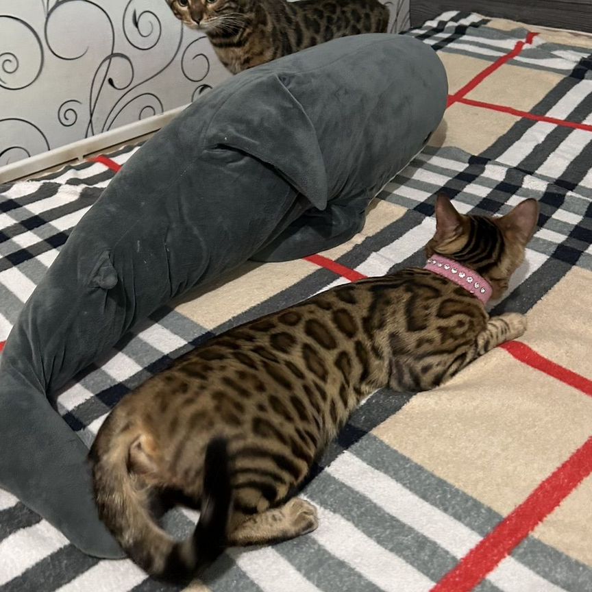 Бенгальские котята