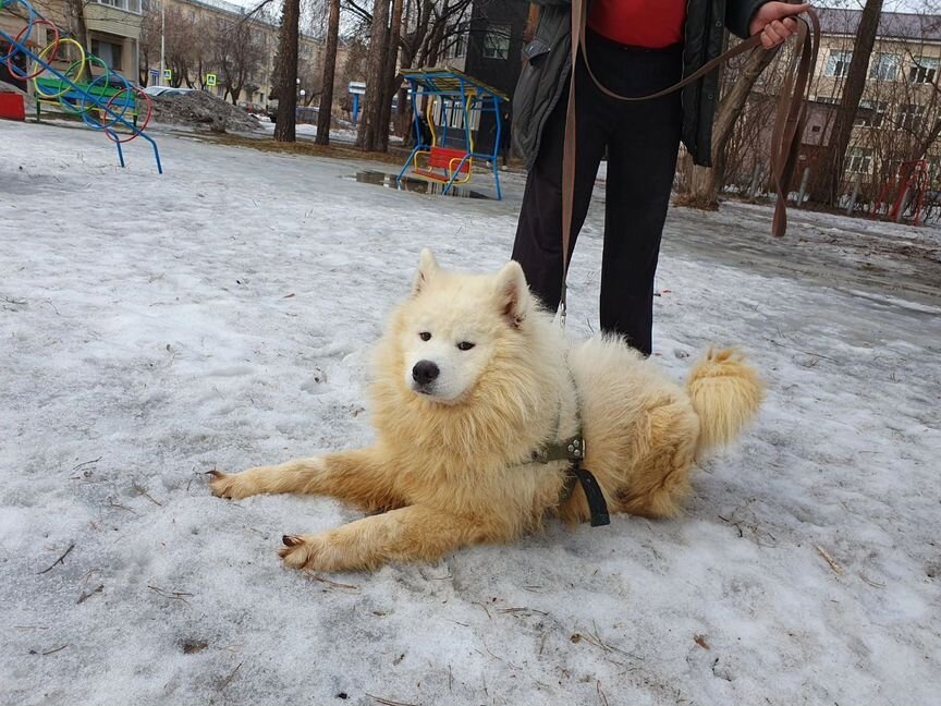 Отдам бесплатно молодого песика