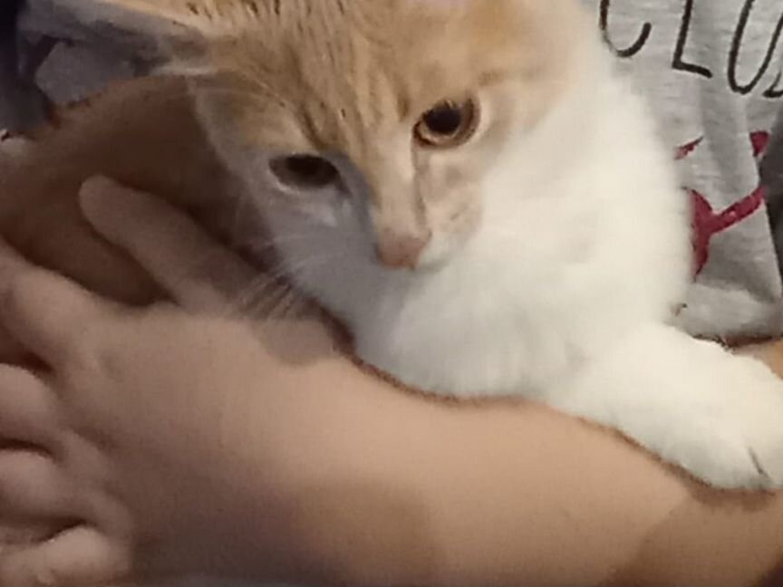 Персиковый котенок ищет хозяев