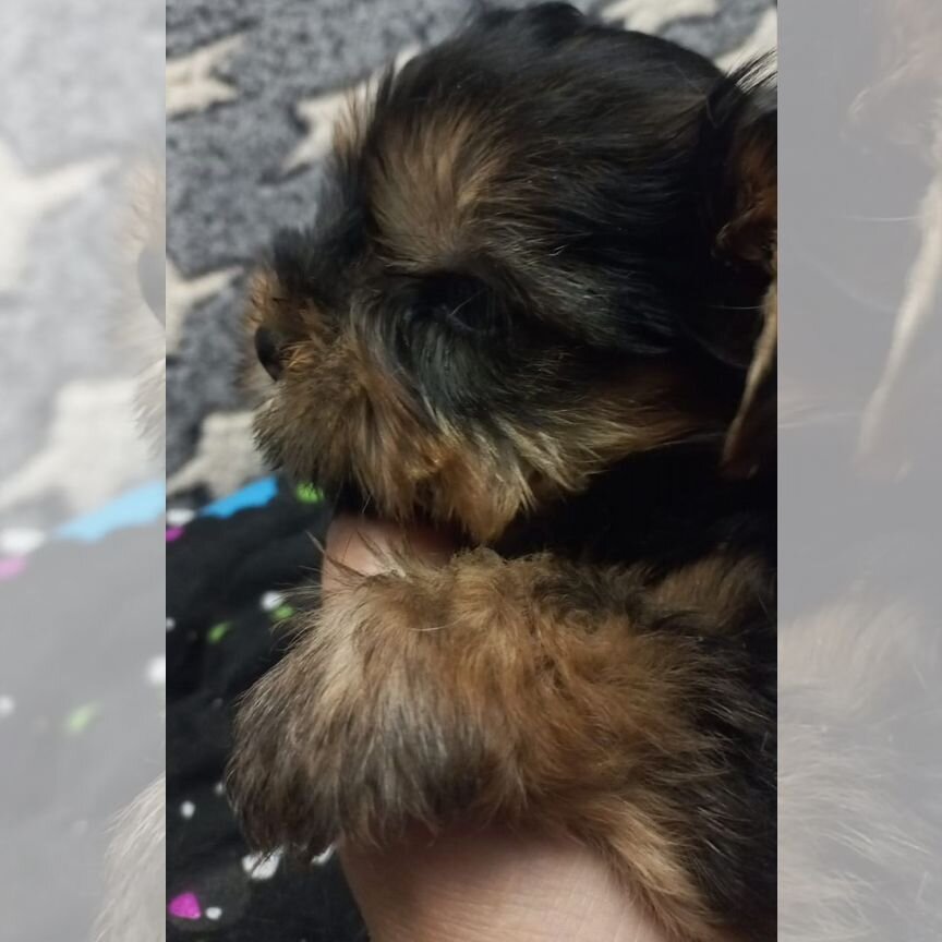 Йоркширский терьер