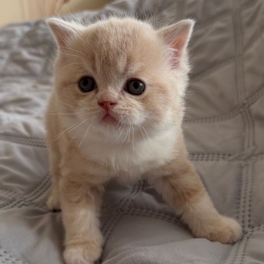 Шотландский вислоухий короткошёрстный котёнок