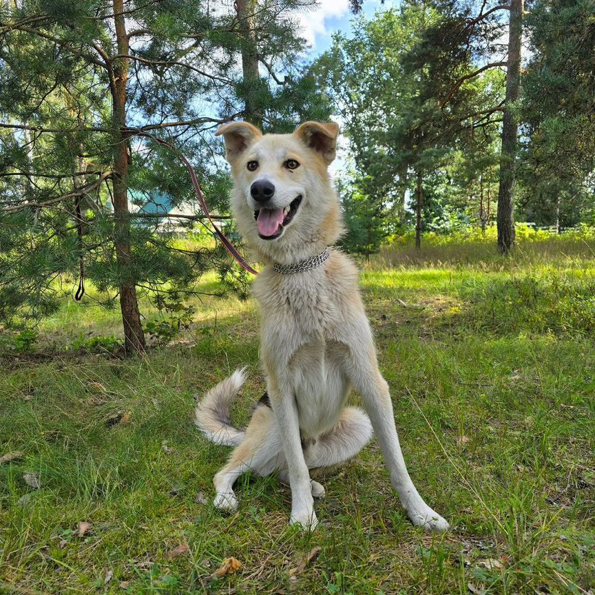 Макс ищет дом