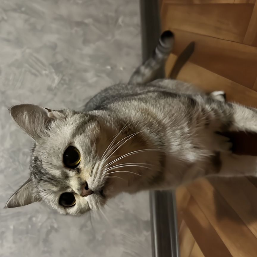 Шотландская прямоухая кошка Отдам в добрые руки