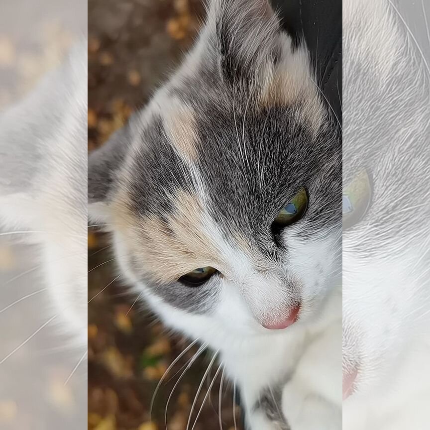 Две кошечки