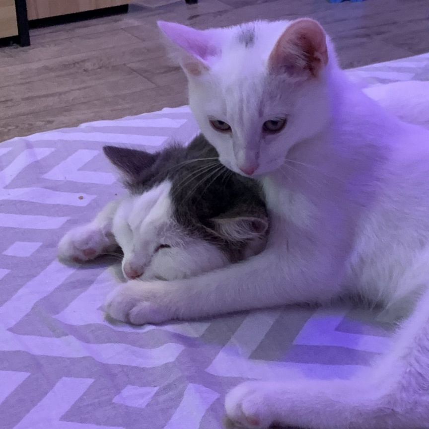 Кошки