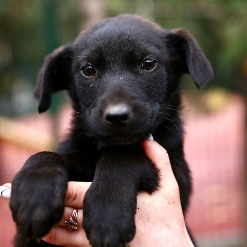 Девочка щеночек в добрые руки