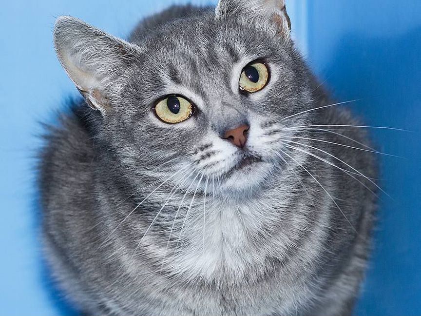 Немало испытаний выпало на долю этой кошечки