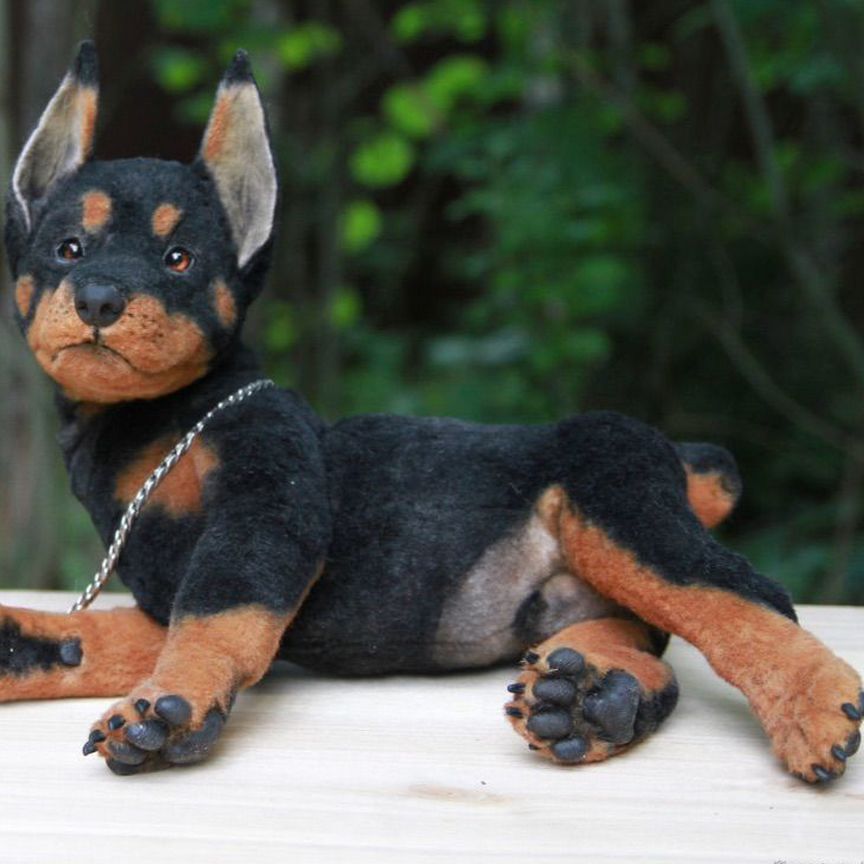 Доберман, взрослый пёс