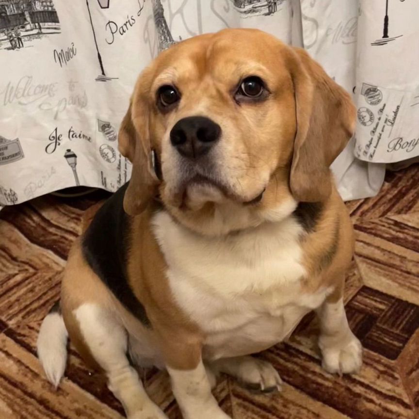 Отдам бигля в добрые руки