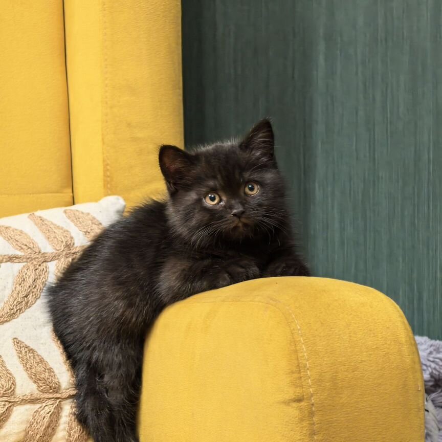 Британские котята шоколадные